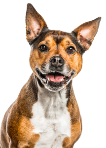 Dog Boarding & Daycare in Round Rock, TX | Shady Acres Pet Ranch